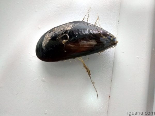 Mexilhão a Algarvia • Iguaria Receita e Culinária