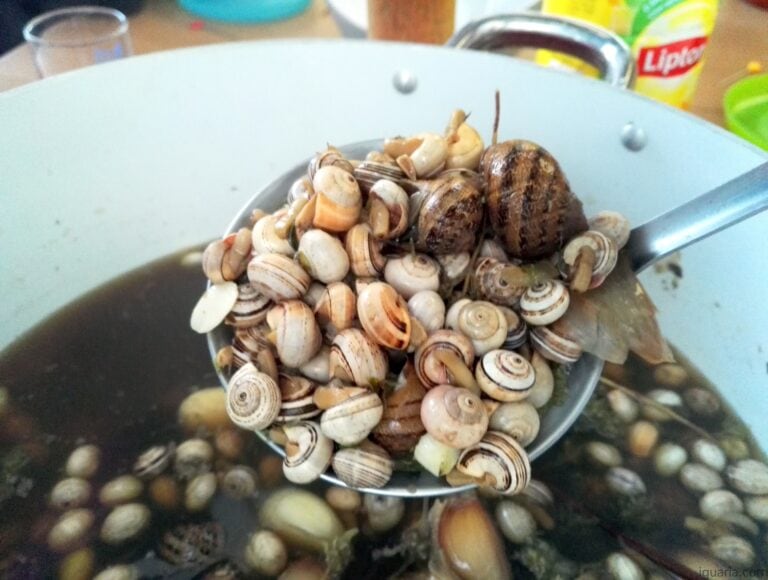 Caracóis de Portugal • Iguaria Receita e Culinária