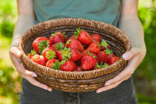 Como Identificar o Nível de Processamento dos Alimentos • Iguaria ...
